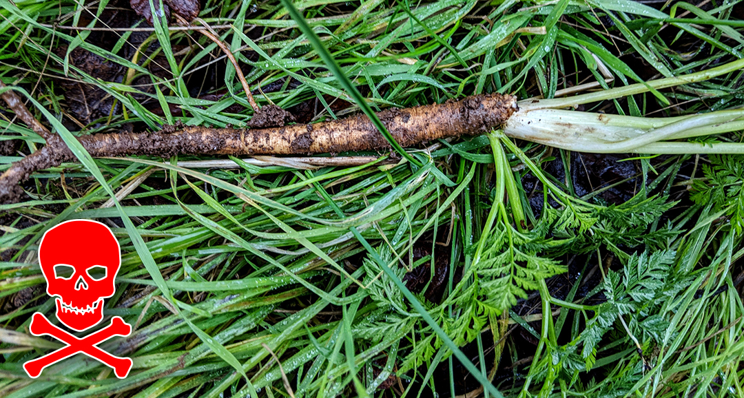 The Foraged Foodie: Identifying hemlock, deadly plant, by its leaves ...