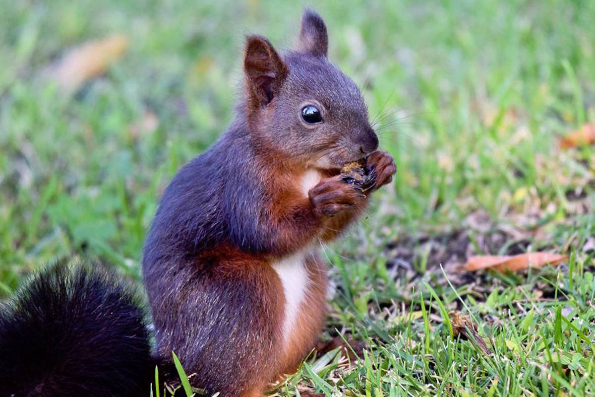 Geração Verde Portugal: Esquilos Vermelhos em Portugal ? Sim, eles ...