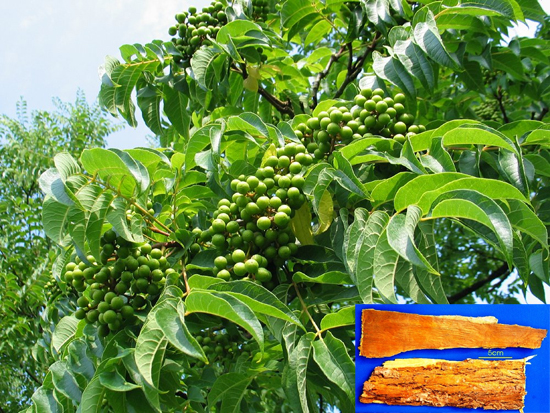 Phellodendron bark (Huangbai)-Phellodendron amurense-Phellodendron ...