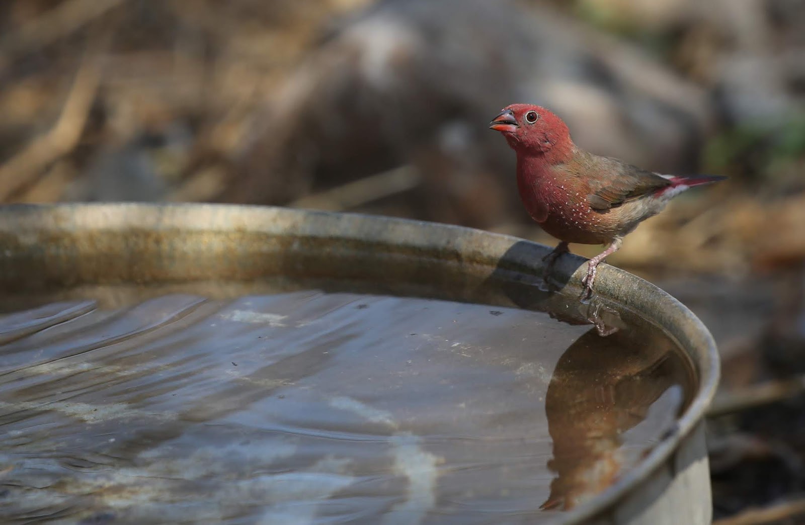 Worldbirder: Clare & Rowan's Africa trip!