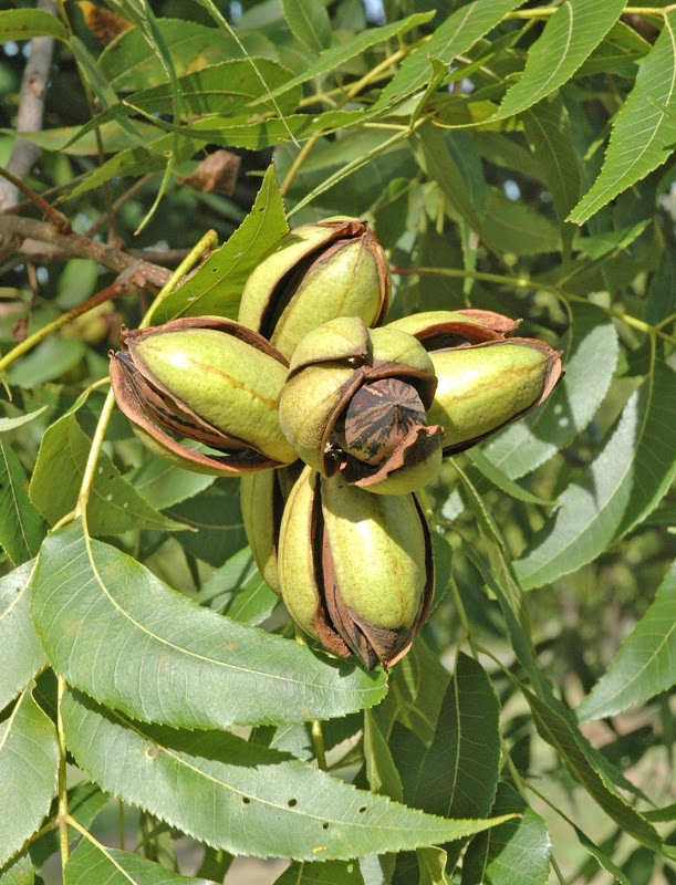 Northern Pecans: Mid-season pecan cultivars ripen in late September