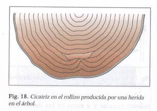 Tucarpintero: Defectos de la madera