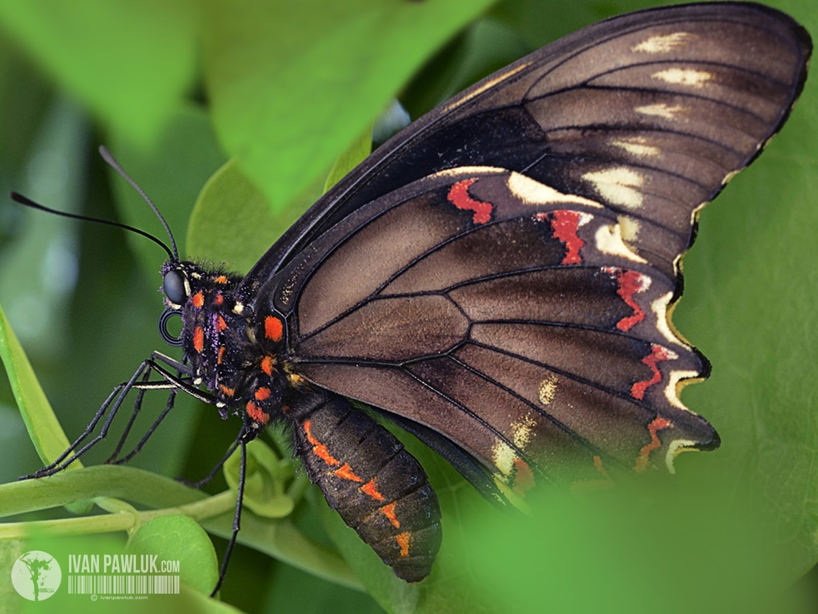 BioPhotos Ivan Pawluk - Biodiversidad: Battus Polydamas
