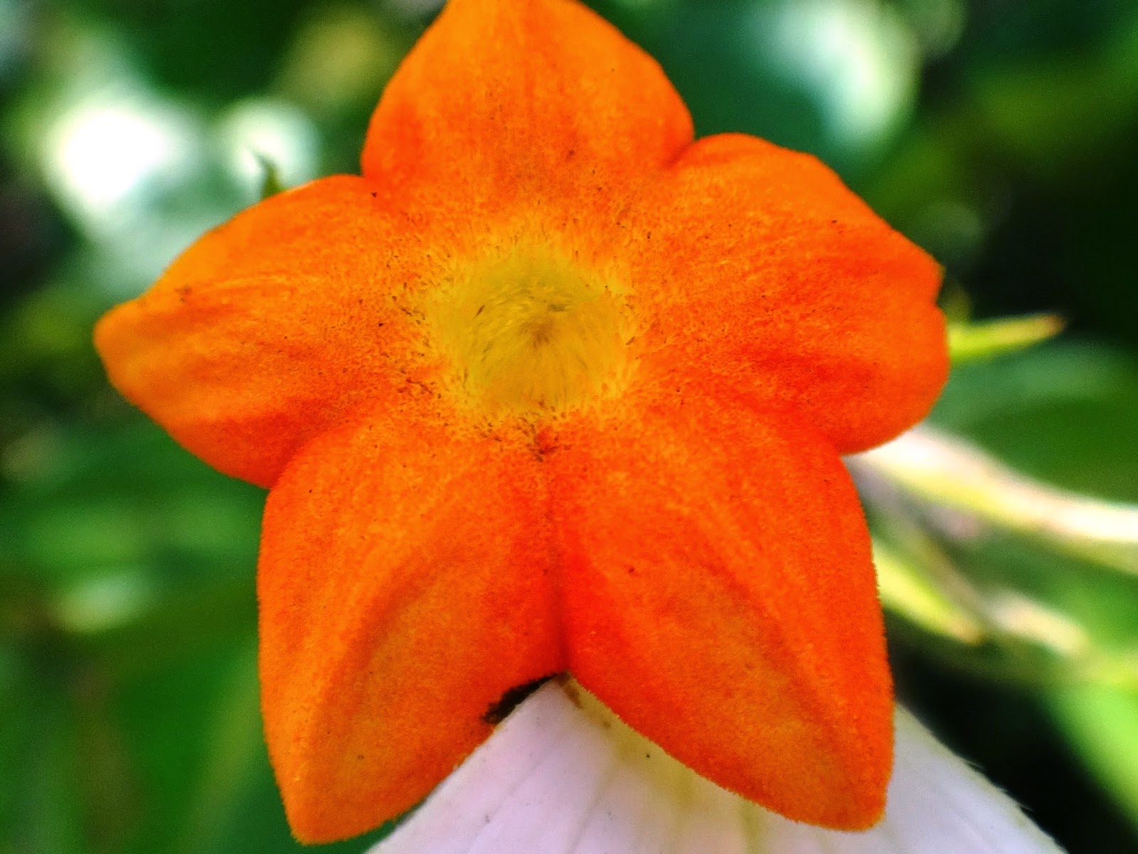 Uma flor por dia: Mussaenda frondosa
