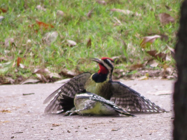" Welcome to Lavender Dreams ": Feathers Flying!!! Yellow-Bellied Sapsucker