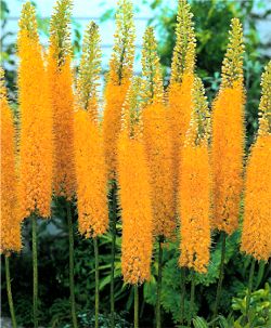Flowers: Eremurus