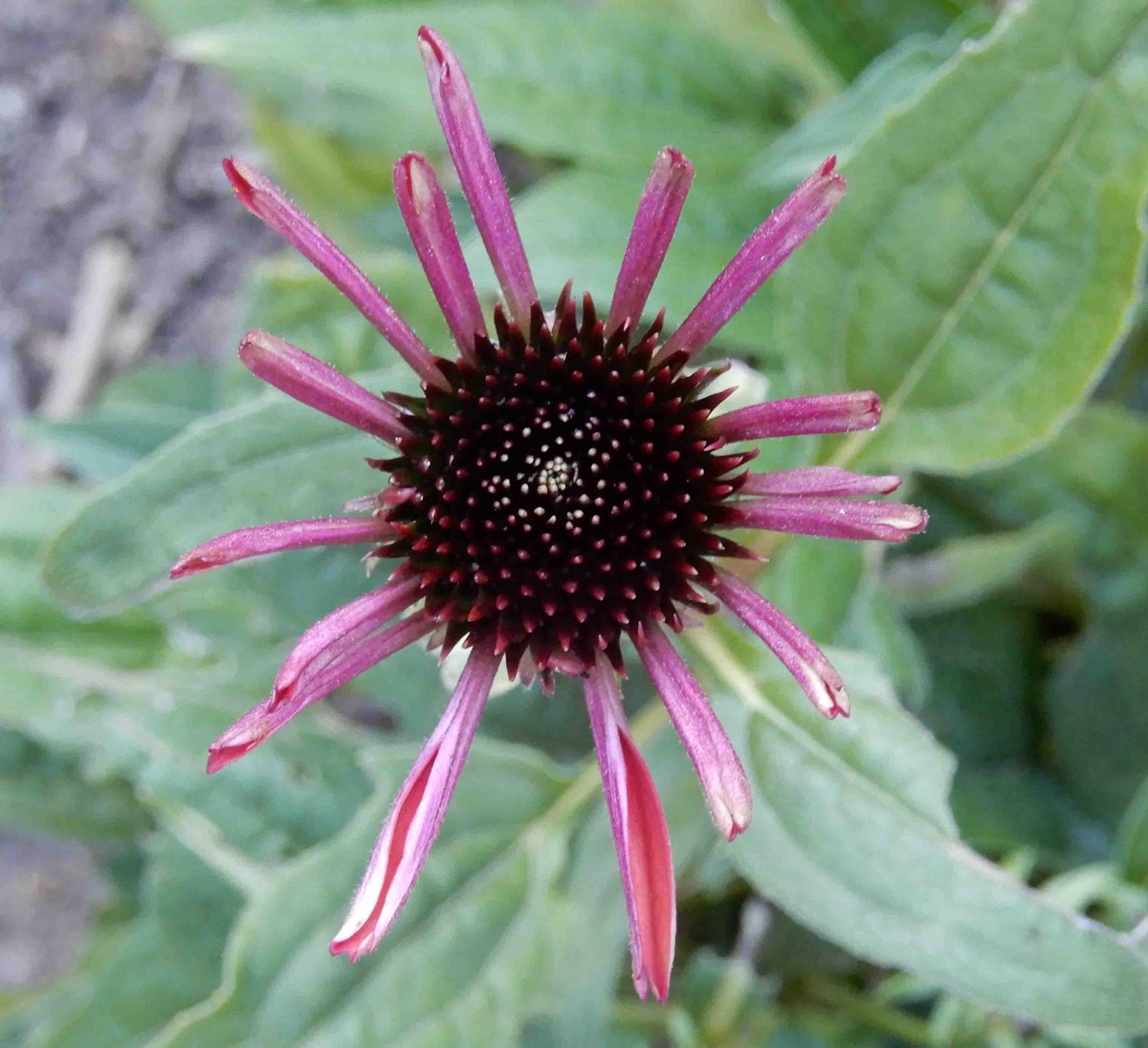 Cat Patches: Tastes Like Chicken