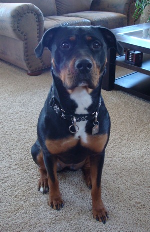 Life's the Pits... Bulls that is: Pitweiler - Pit Bull Rottweiler Mix