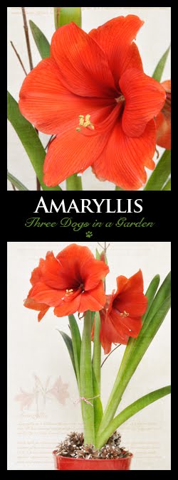 Three Dogs in a Garden: July 2012