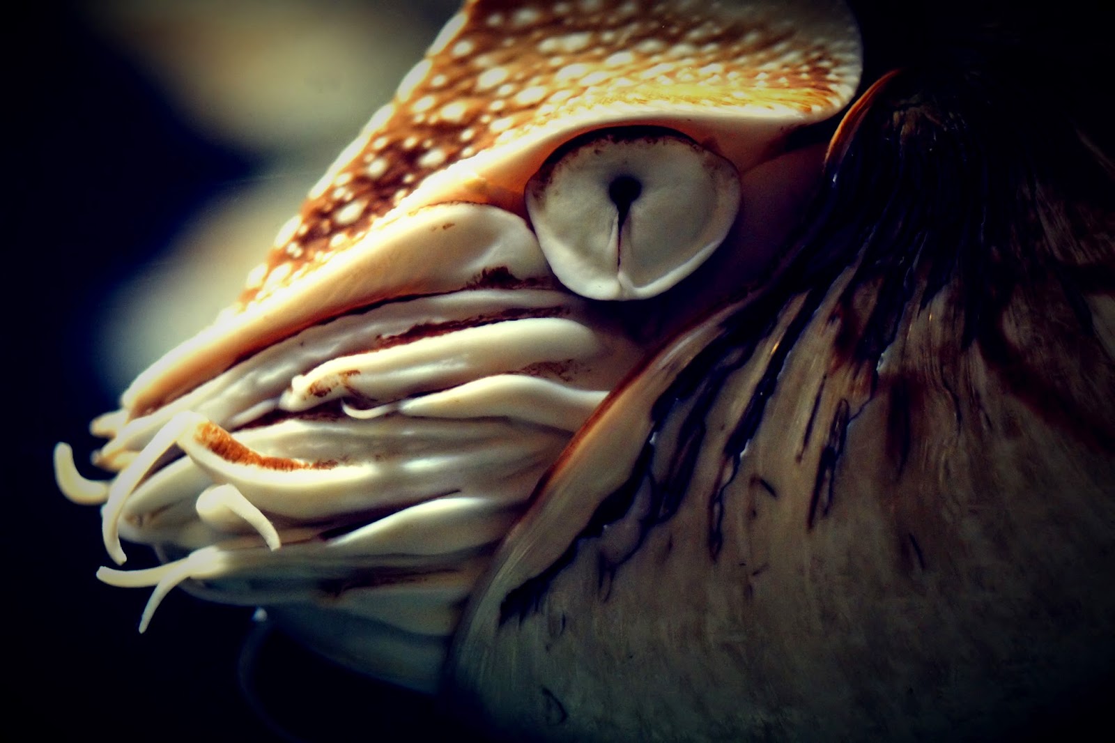 Mr Terre: [La théorie synthétique de l'évolution] L'évolution de l'oeil