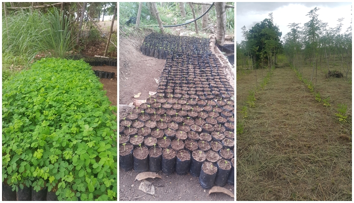 Moringa Farm / MalunggayLife Agri Farm Philippines: Malunggay Life ...