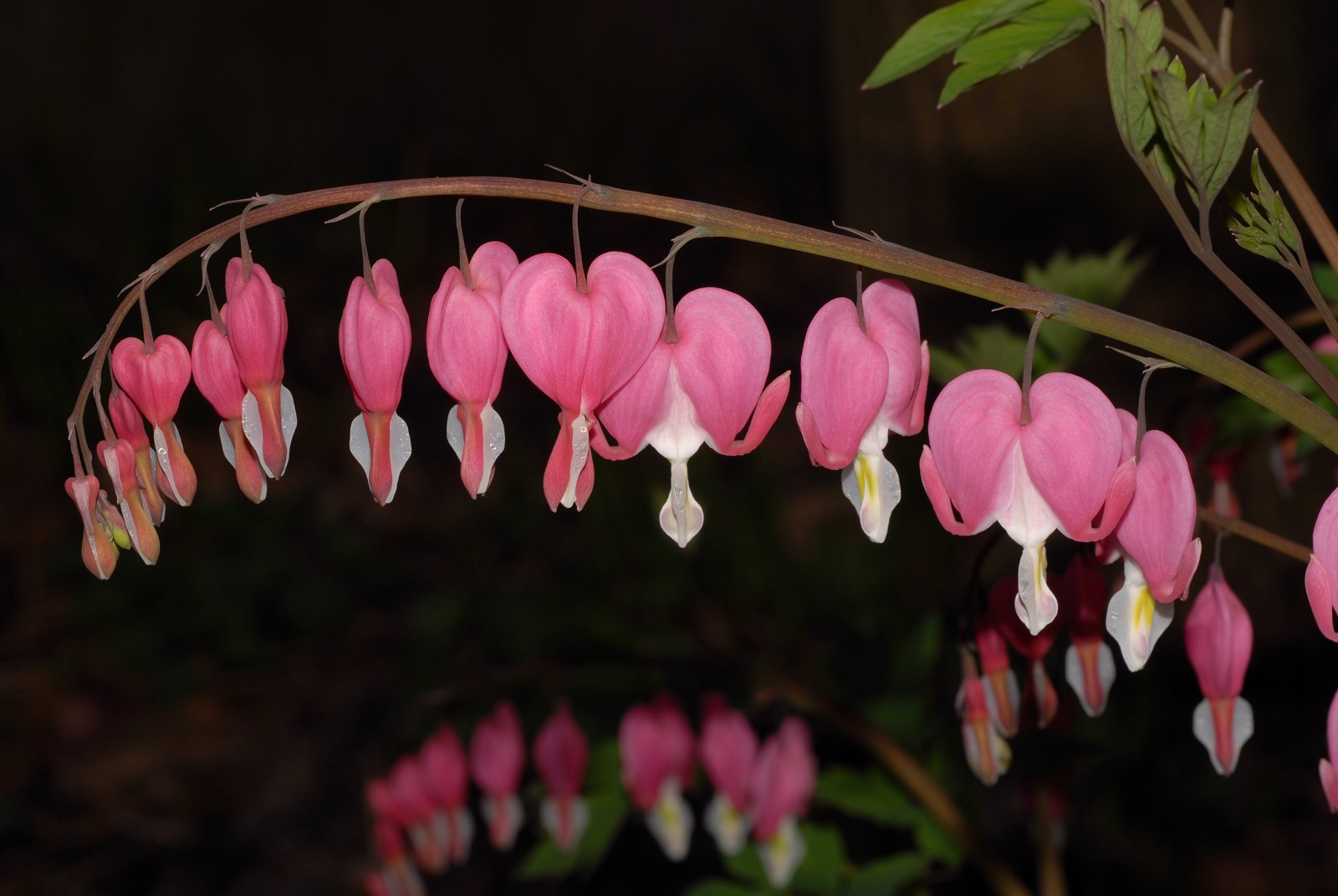 Real Monstrosities: Bleeding Heart