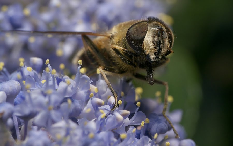 EBartworks: INSECTOS DE LA PRIMAVERA PASADA