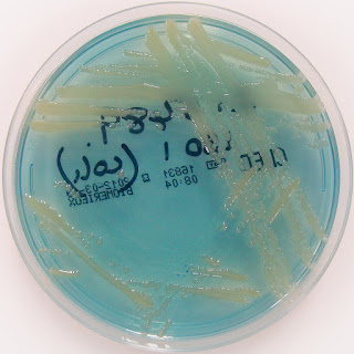 ENTEROBACTER SPP. - Microbiology Laboratory Turkey