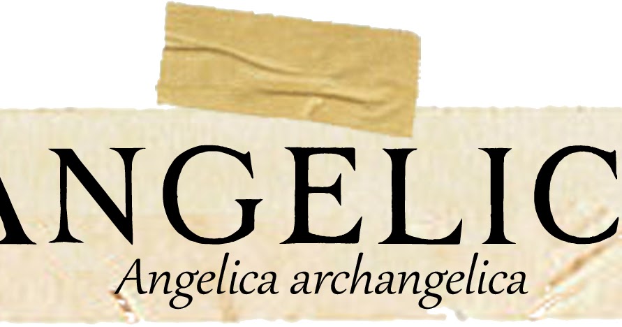 Flying the Hedge: Magical and Medicinal Uses of Angelica