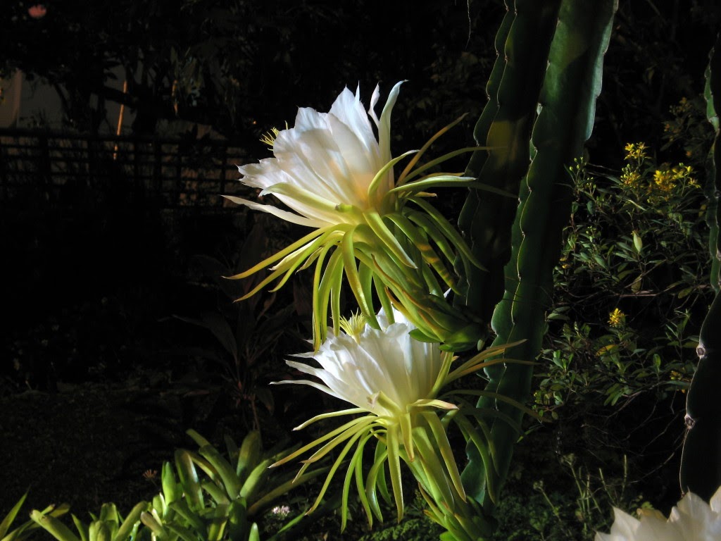 Studio Floral Dora Santoro: Flor da Lua