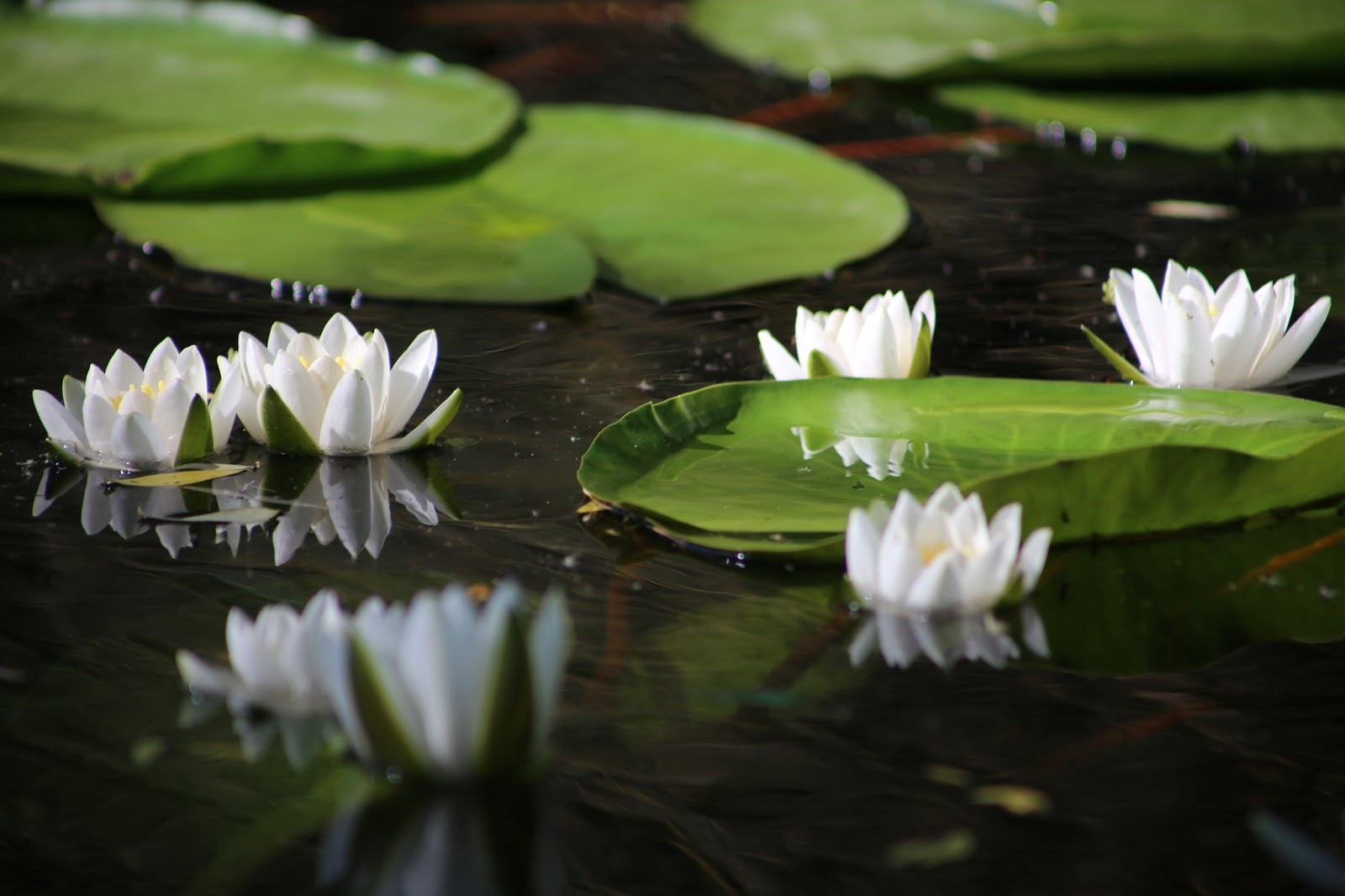 Călătorii cu copii: Delta Dunării