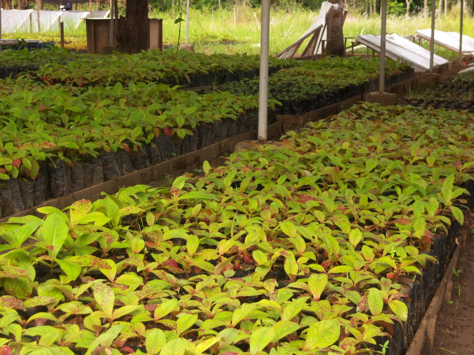 Samama (Anthocephalus Macrophylus)