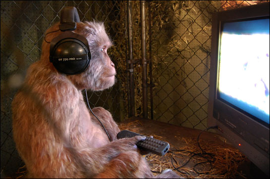 Doctors News: Cool monkey ..... Monkey Today