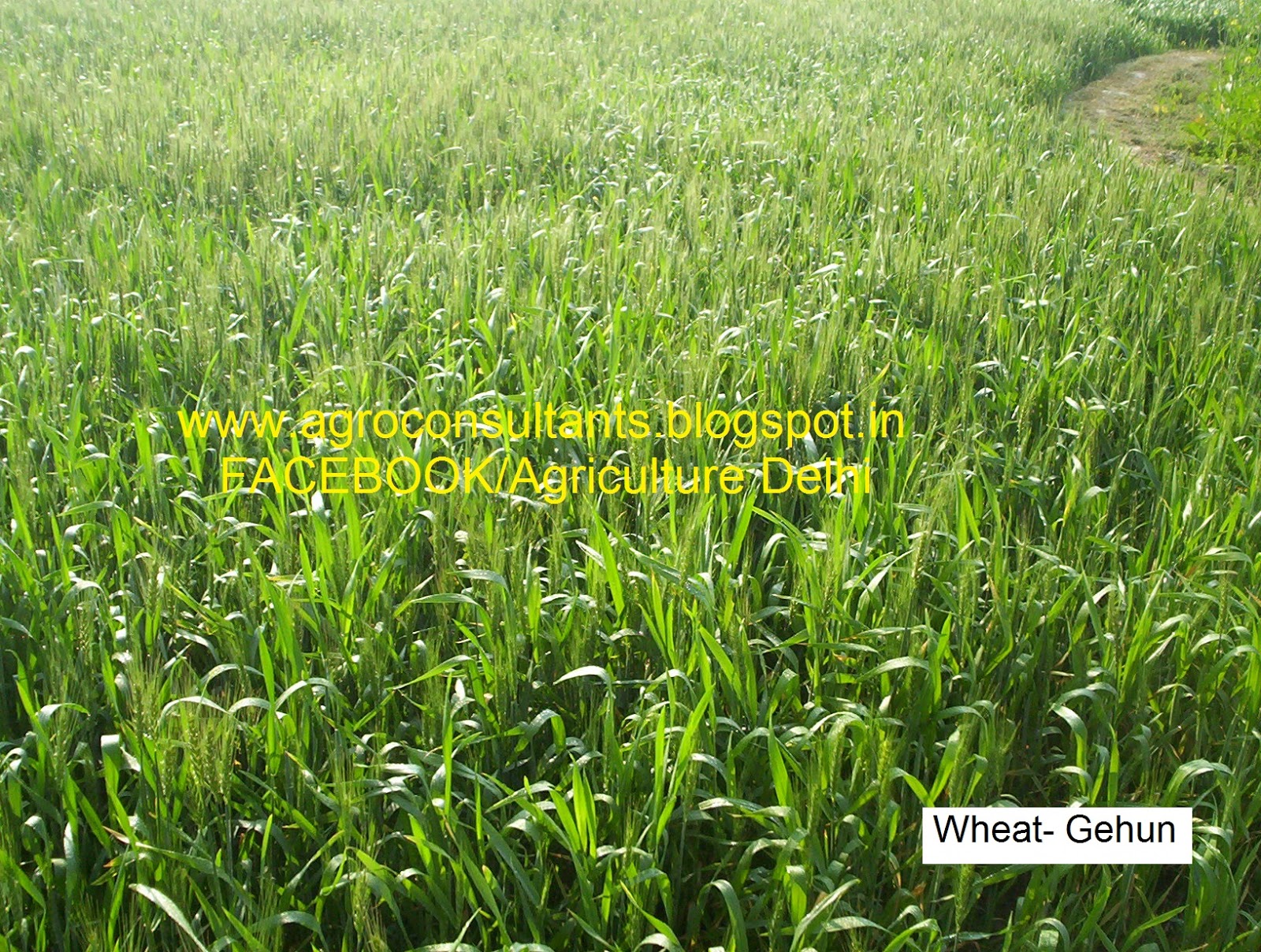 Somesh Jha: Wheat गेहूँ KANAK ਕਣਕ GEHUN ATTA roti ata Chapati