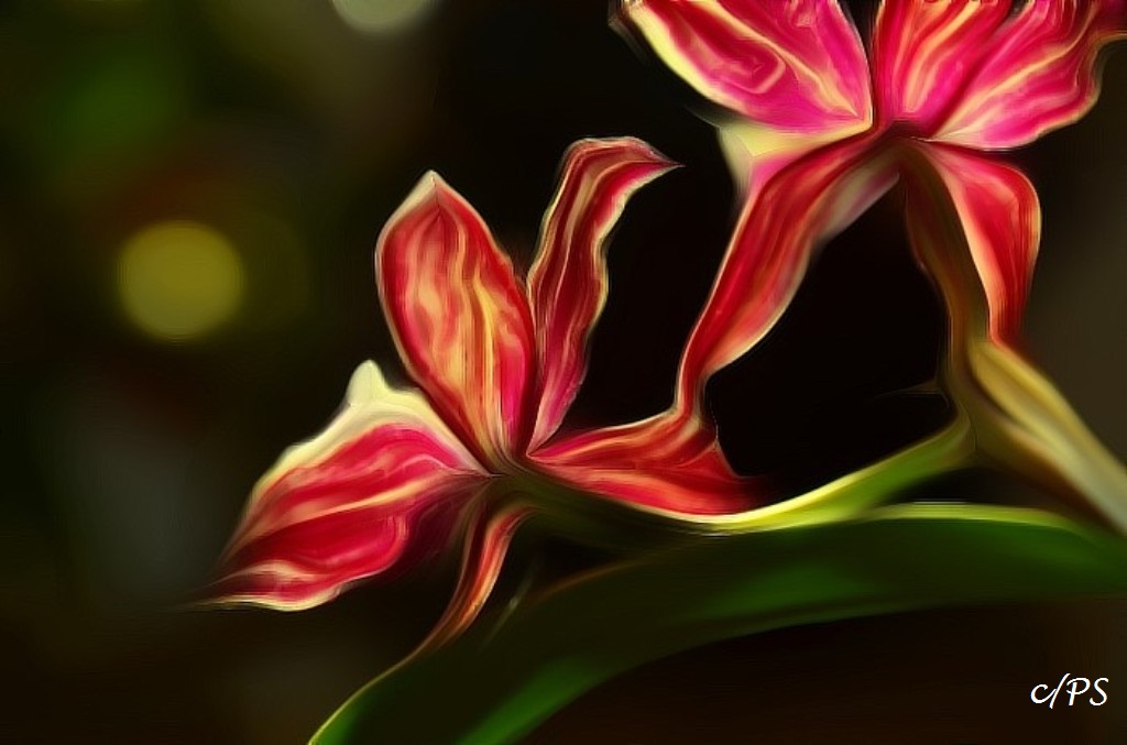 ps-pictureshop: Orchideen, orgideë, orchids, Orhideje, Орхидеи, orkideer,