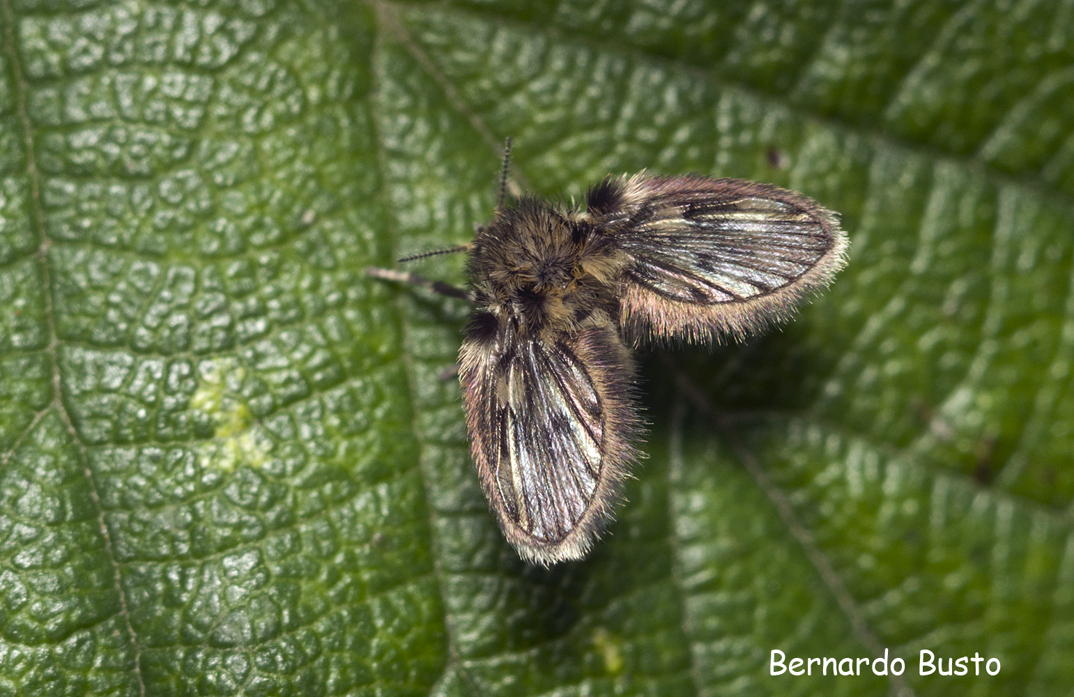 RÍA DE LA VILLA: Moscas diminutas