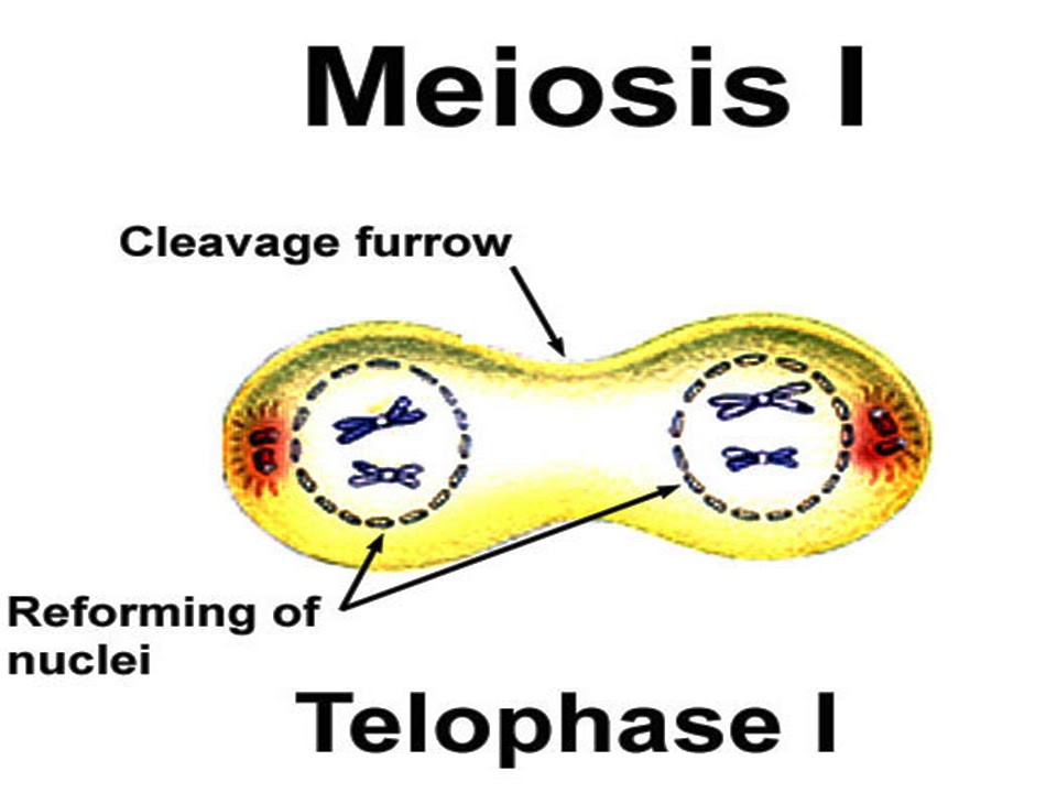 SONU ACADEMY: MEIOSIS AND REDUCTION DIVISION - TEXT