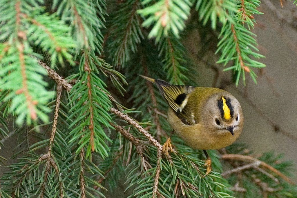 Variety of Life: Regulus