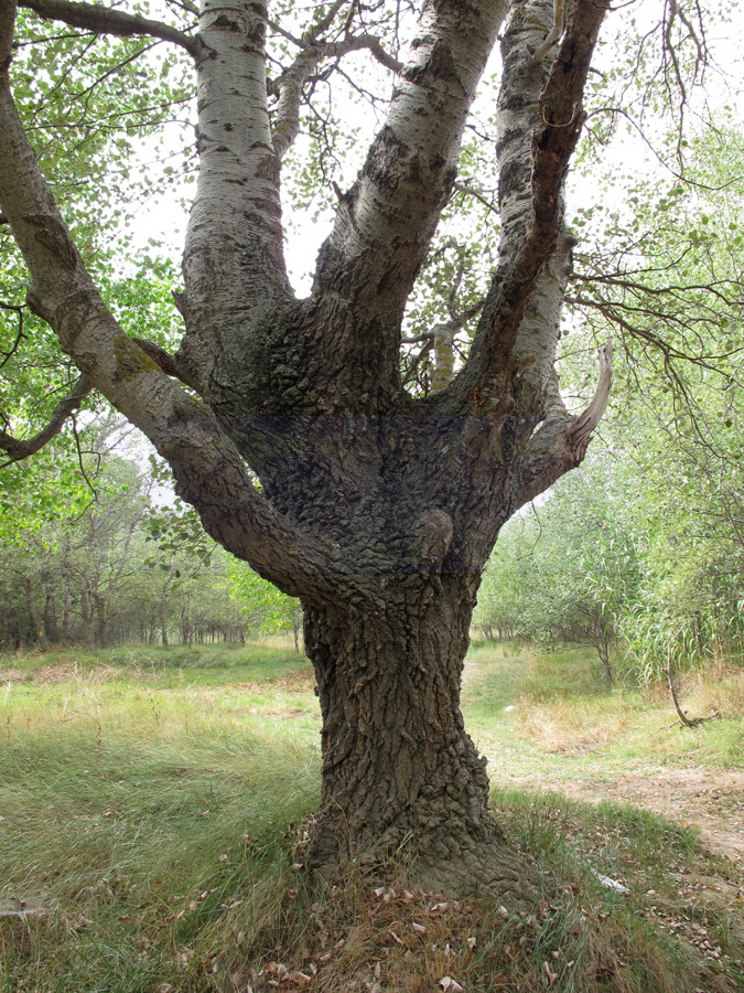 Flora medicinal, alimenticia y artesanal de la Ribera Navarra: Populus ...
