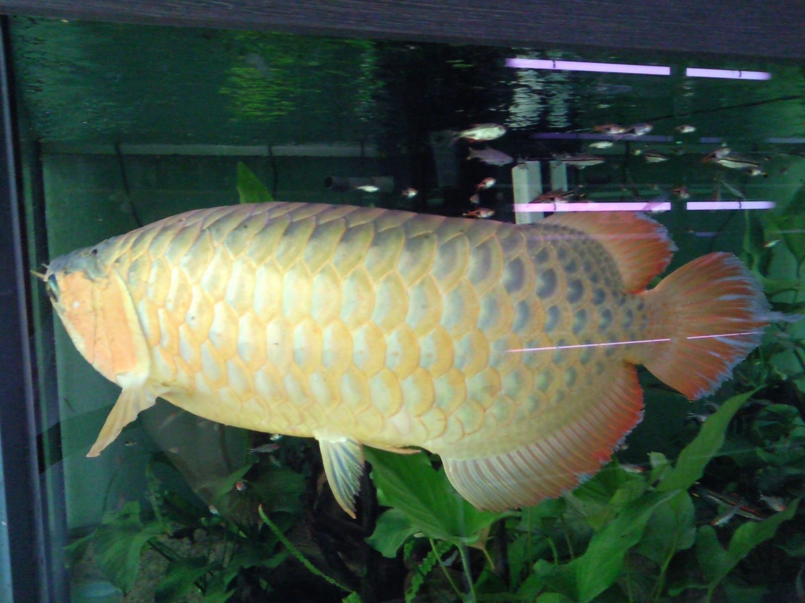 Tropical Fisher Man Fish Tanks And Aquarium CRS: Dragon Fish Arowana ...