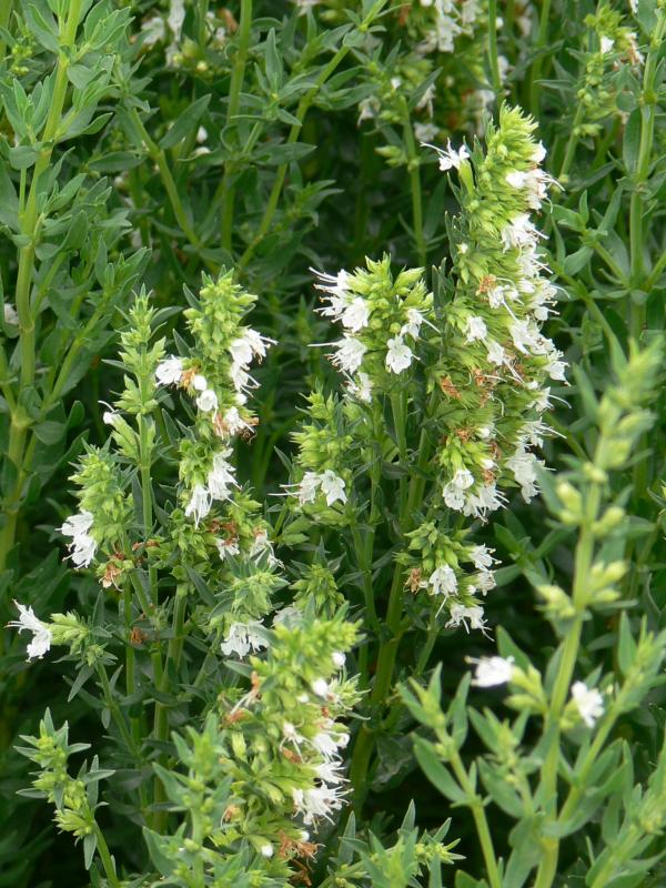 Seminte si plante de gradina hobby: Isop - Hyssopus officinale