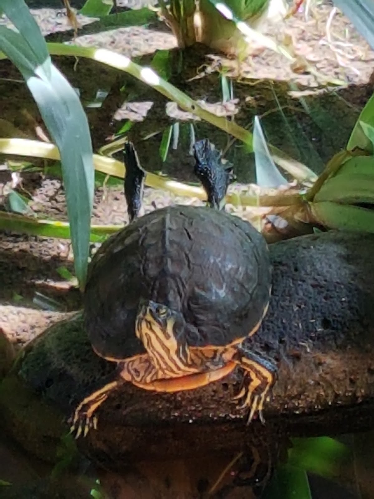 The very ordinary diary of some liveaboards: That Lanzagrotty time of year