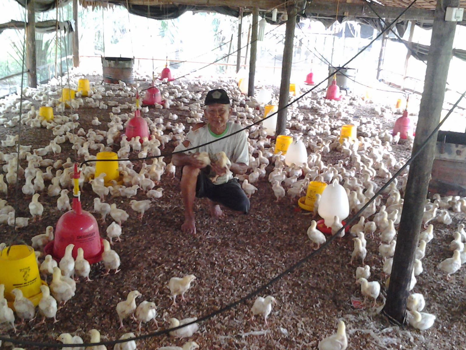 Suwarno Peternak Gigih dari Sungai Iyu dengan Pendapatan Jutaan per ...