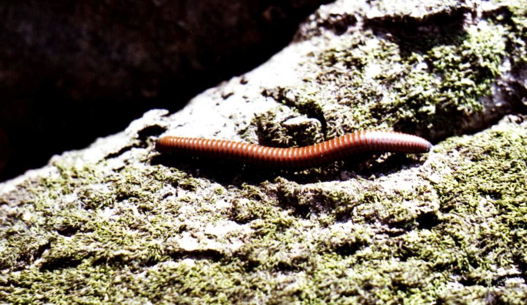 Newparts Info: Biodiversitatea Cheile Nerei-Beusnita