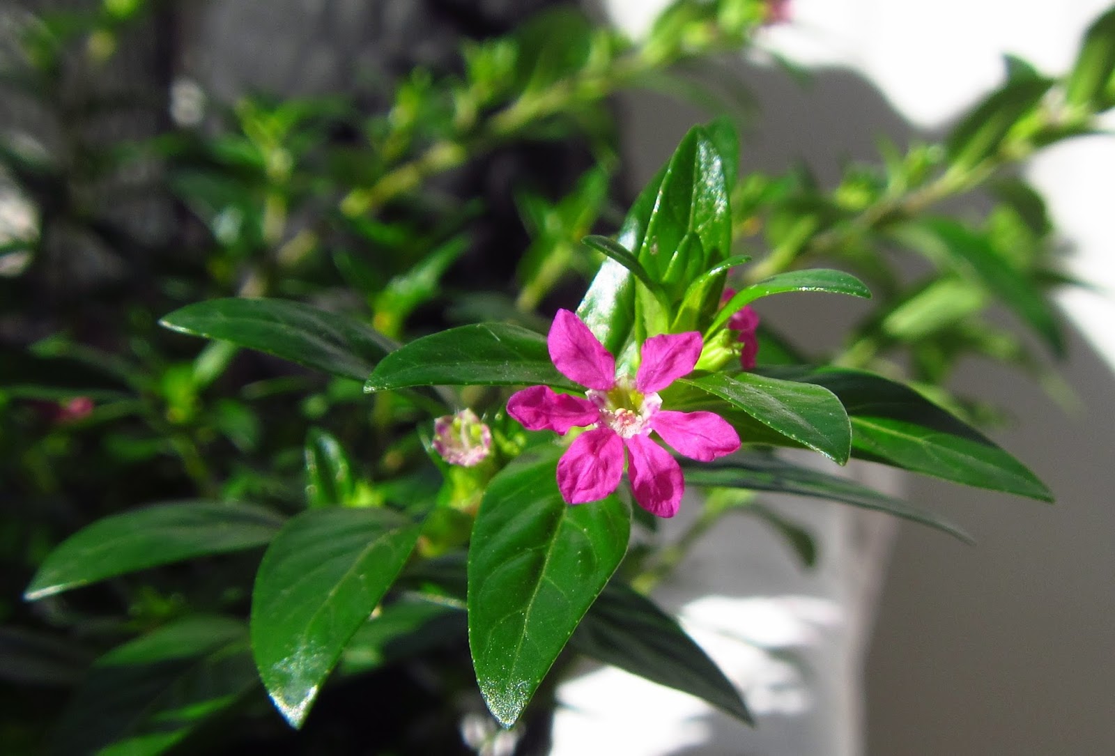 Hoyaa, Hoya!: Sinitulitorvi.