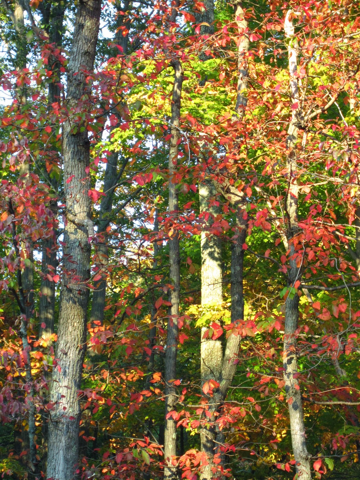 Poached in Salsa: Camping trip traditions