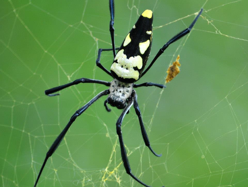 Bhejane Nature Training: June 2015