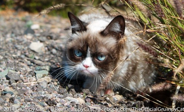 Studio Window: Grumpy Cat Sleep Mask