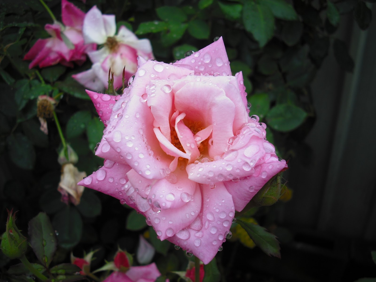 Small stones on the minutiae of life: Raindrops on roses