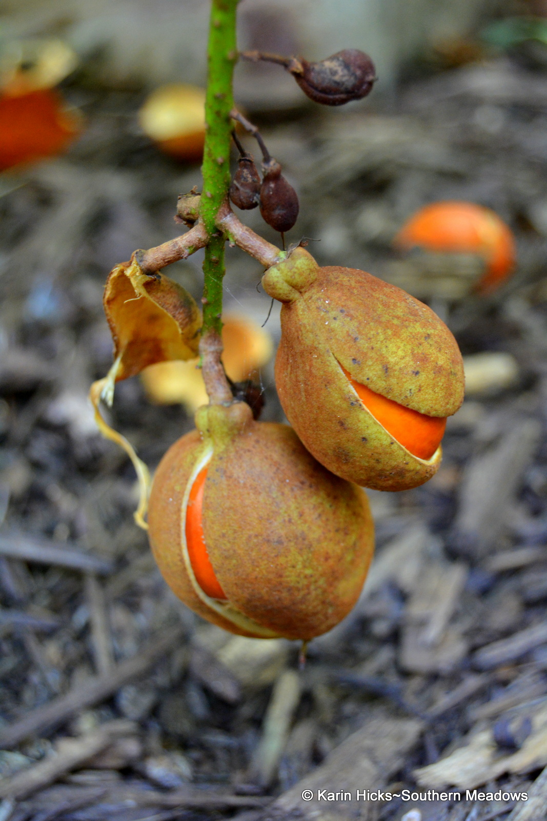 Wildflower Wednesday: Bottlebrush Buckeye