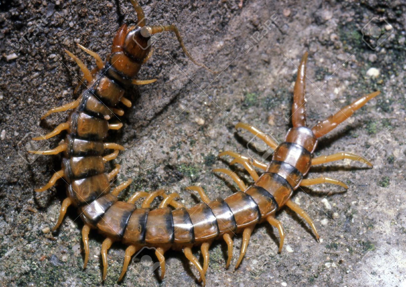 El Mundo Animal: Ciempiés