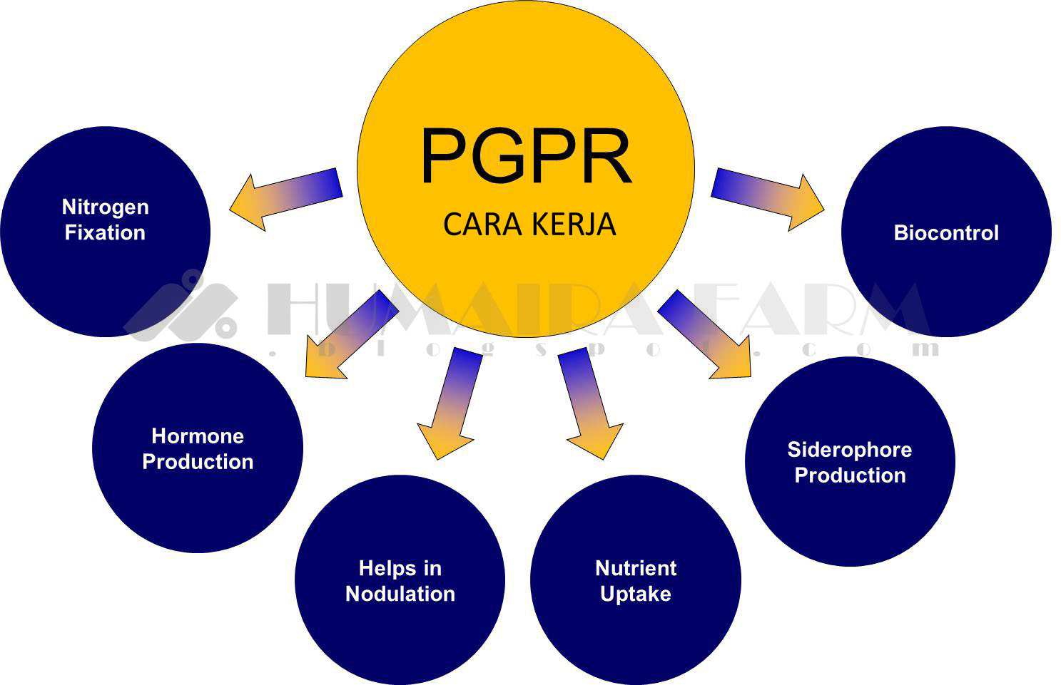 PGPR (PLANT GROWTH PROMOTING REZOBAKTERIA) ~ HUMAIRA FARM