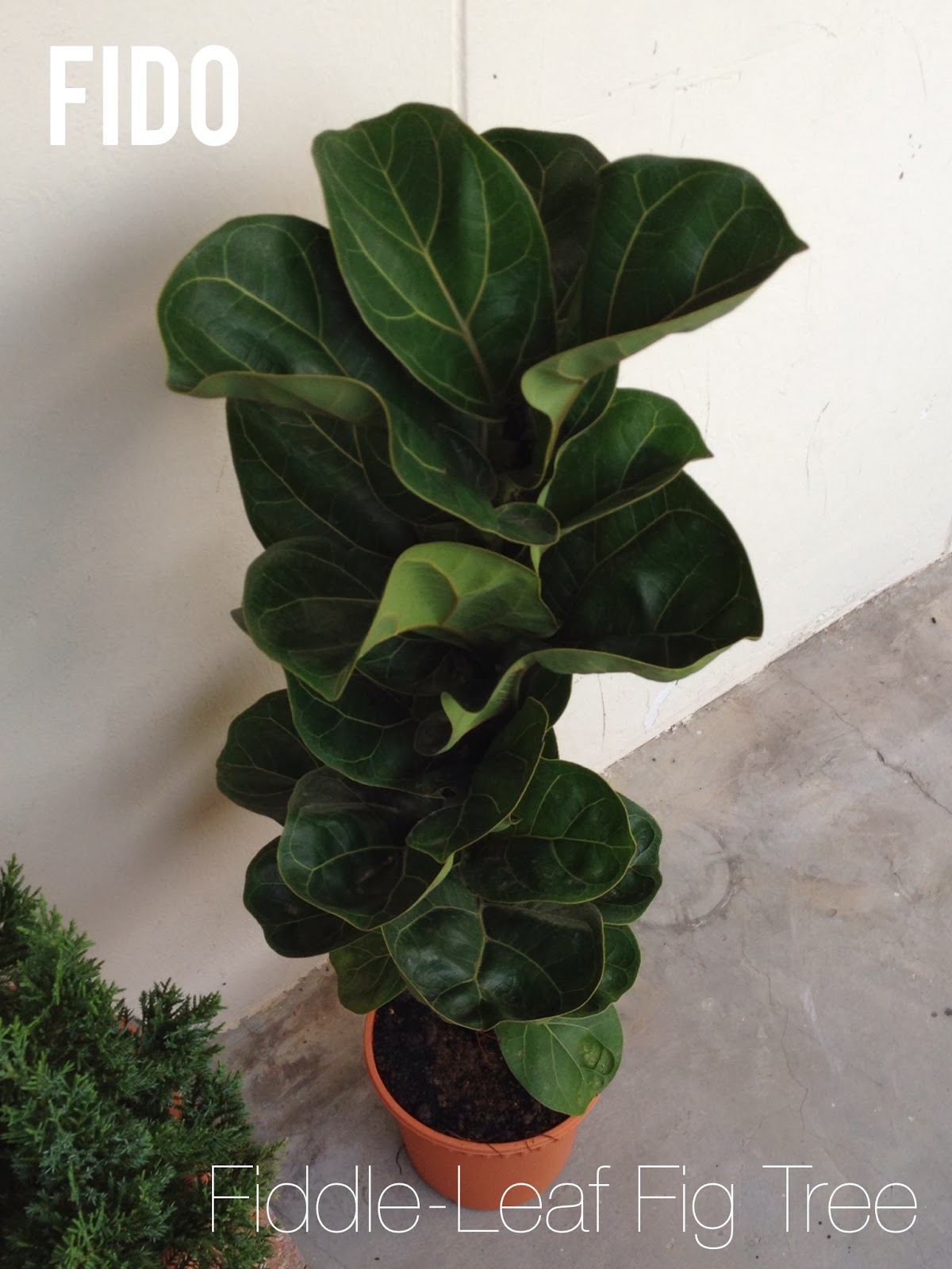 Me&MyGirls: Fiddle-Leaf Fig Trees in Singapore