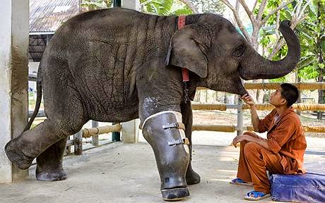 Conoce a Mosha, la primera elefante en el mundo con una pierna ...