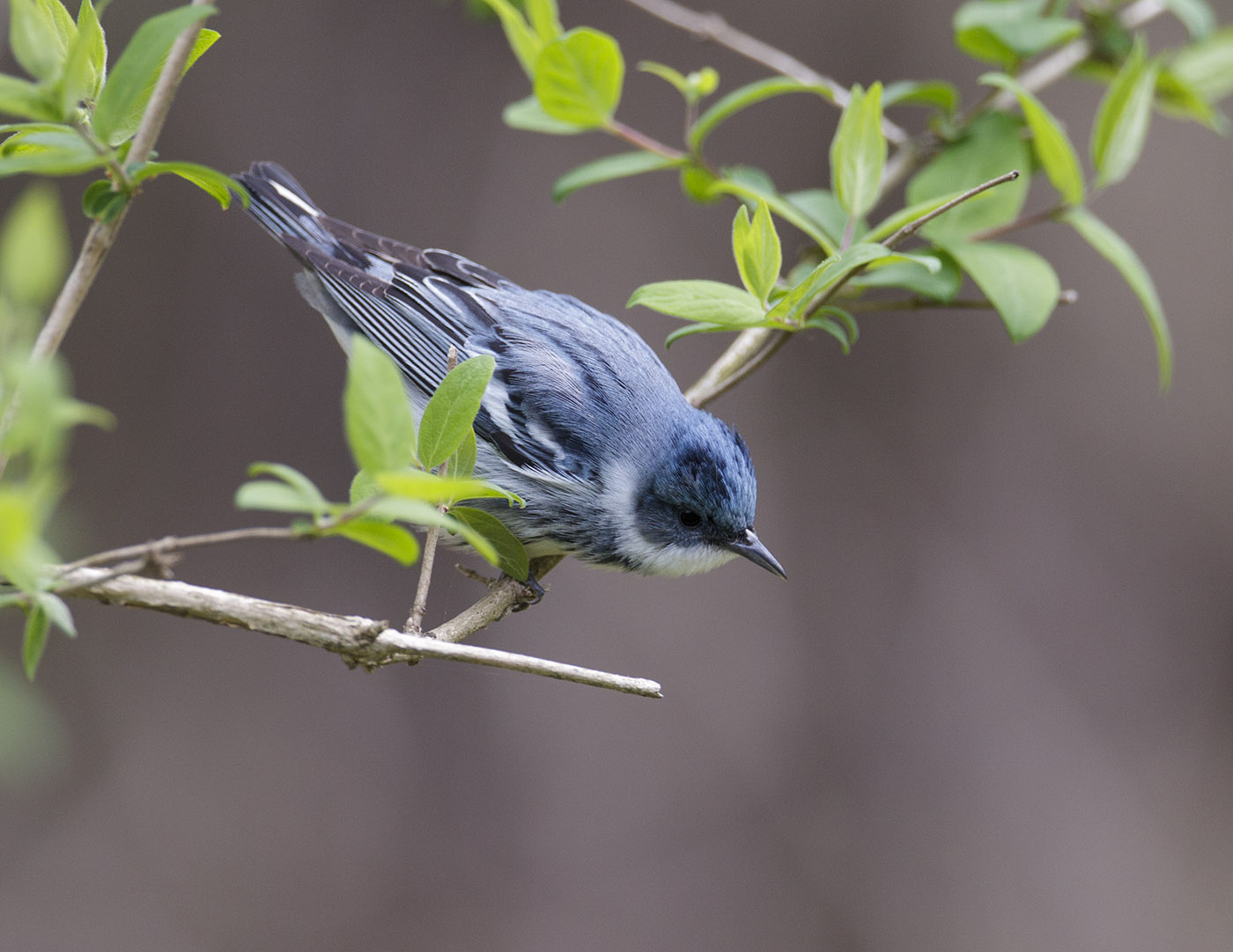 pewit: Cerulean Warbler
