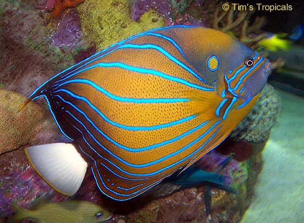 Angelfish - Wild Life Planet