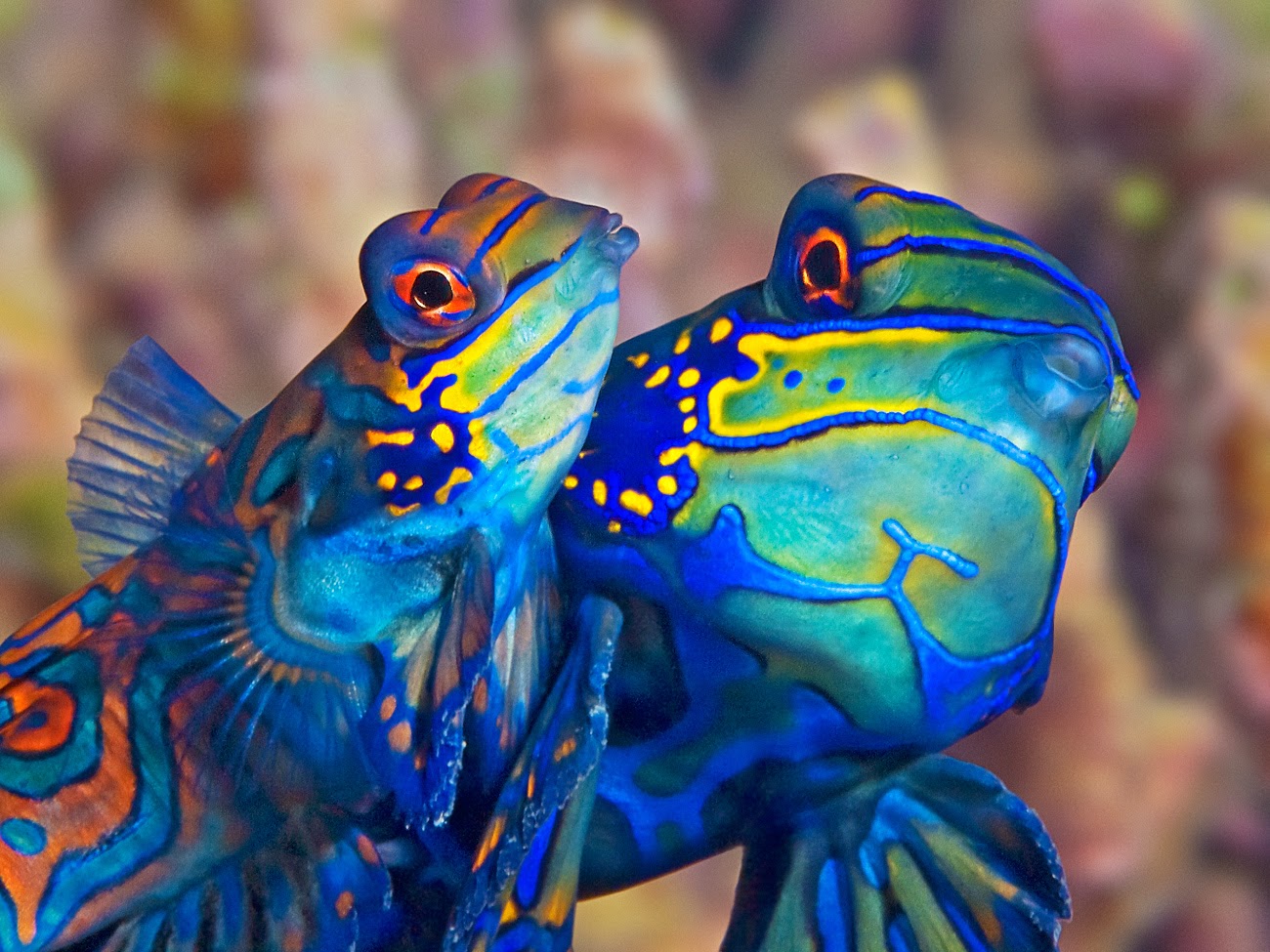 fish share: MANDARIN FISH IKAN HIAS CANTIK 1