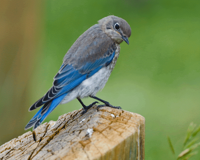 Journeys With Judy: Badlands National Park South Dakota
