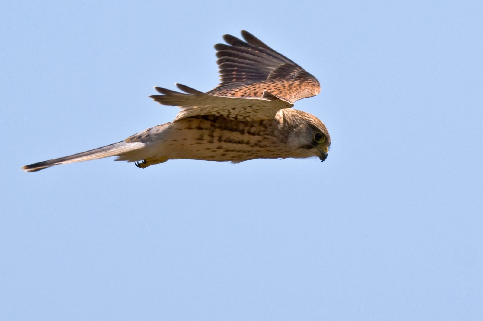 The Urban Birder: Diving Kestrels