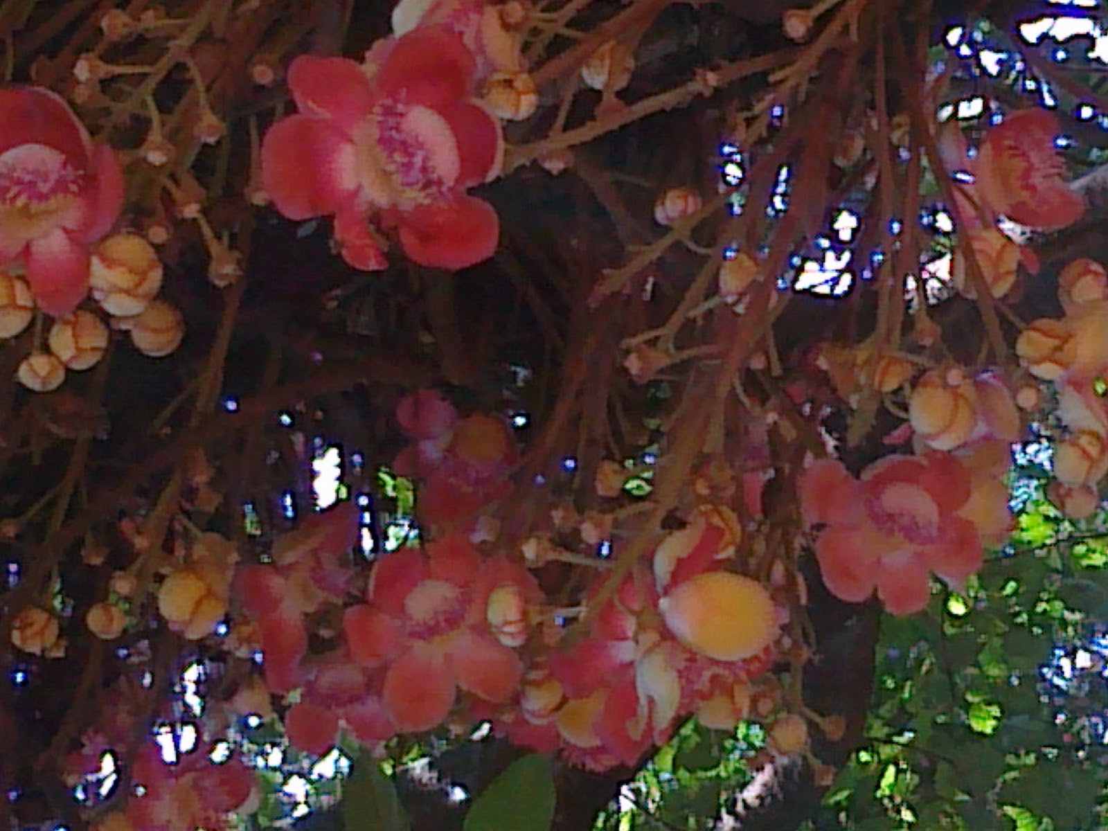PURANIC OR HISTORIC: NAGA LINGA TREE